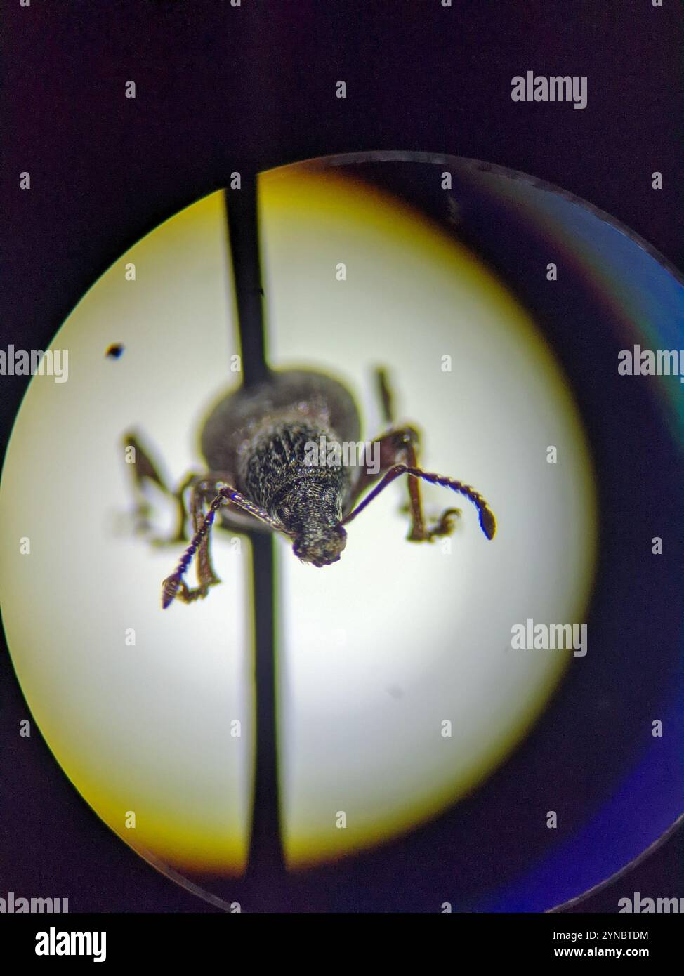 Strawberry Root Weevil (Otiorhynchus ovatus Stock Photo - Alamy