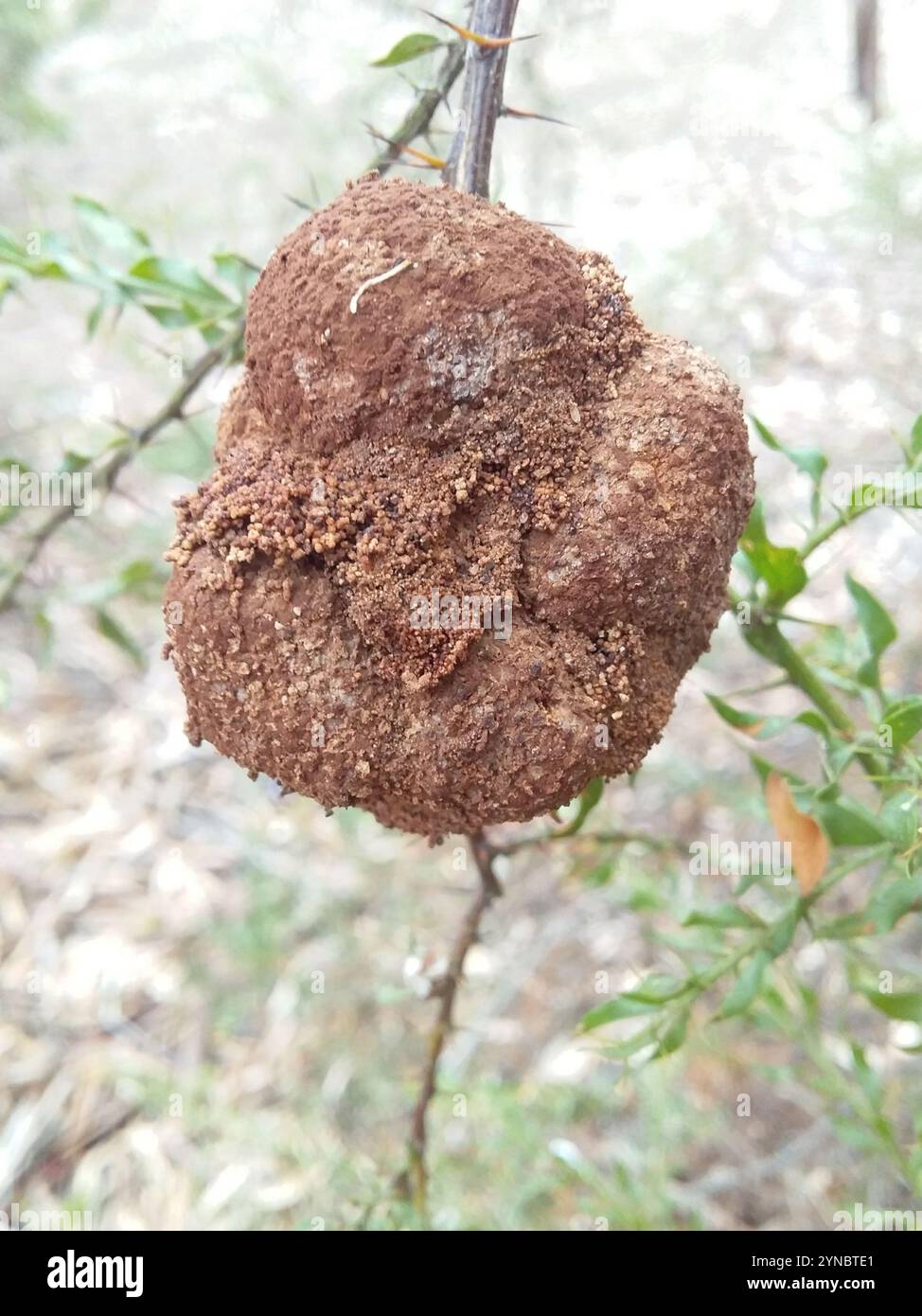 Kangaroo Thorn Gall Rust (Uromycladium paradoxae Stock Photo - Alamy
