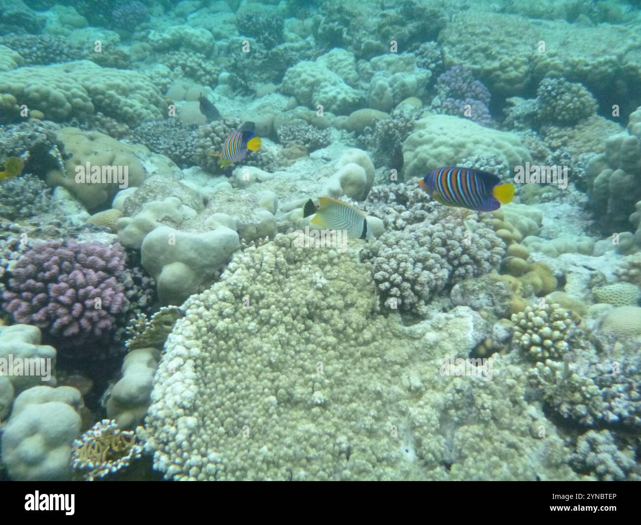 Regal Angelfish (Pygoplites diacanthus Stock Photo - Alamy