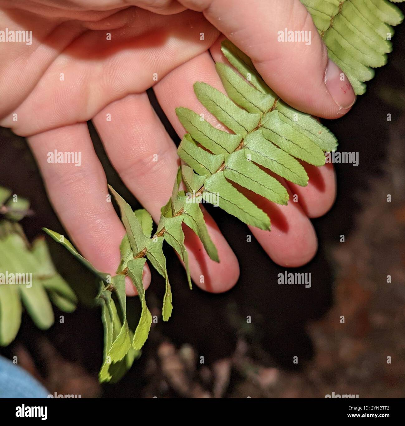 Fishbone Fern (Nephrolepis cordifolia Stock Photo - Alamy