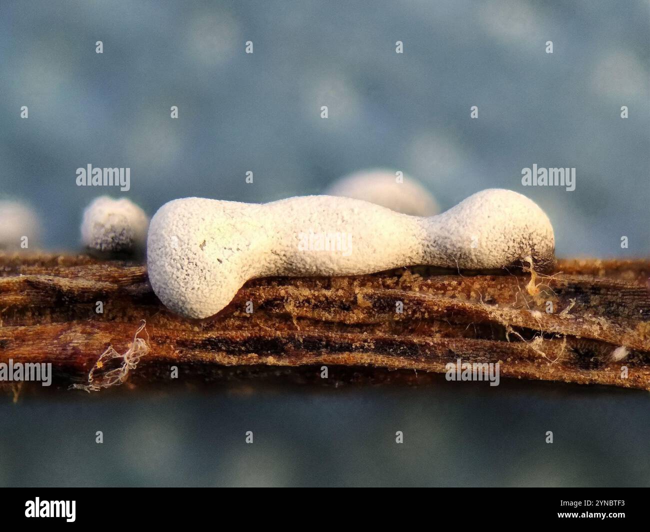 Physarum ovisporum hi-res stock photography and images - Alamy