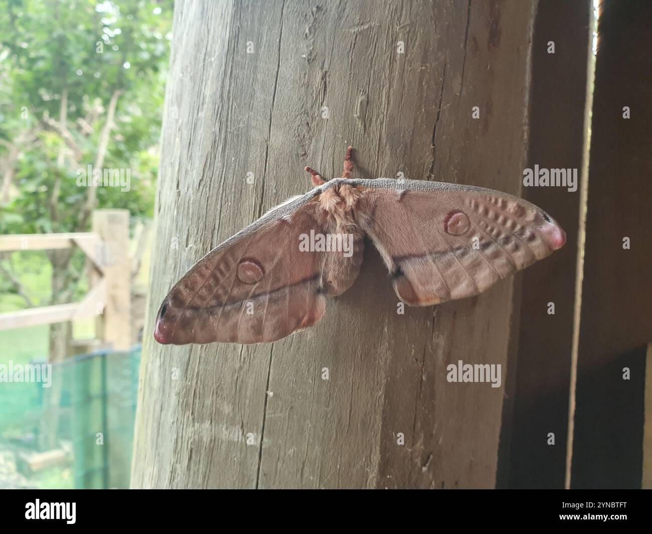 Emperor Gum Moth (Opodiphthera eucalypti Stock Photo - Alamy