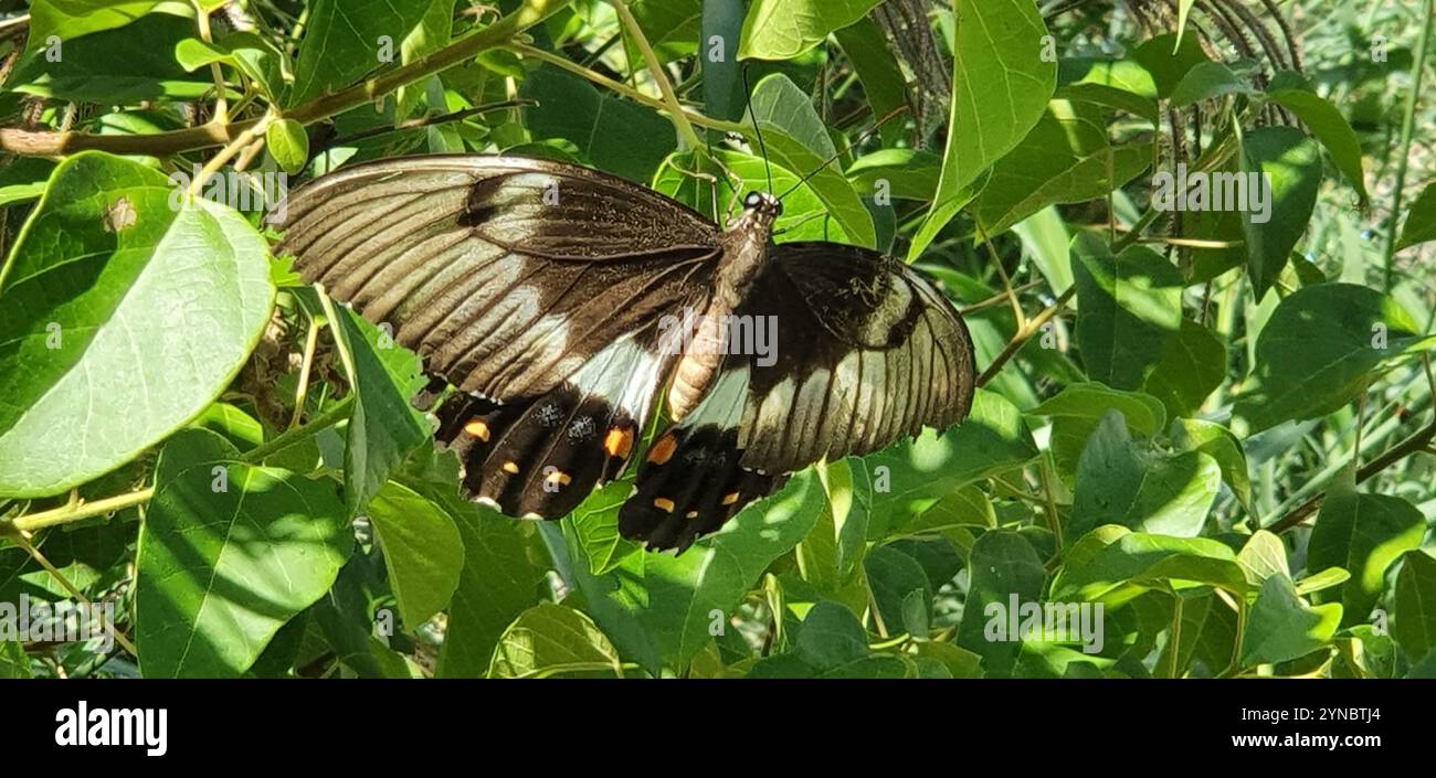 Orchard Swallowtail (Papilio aegeus Stock Photo - Alamy