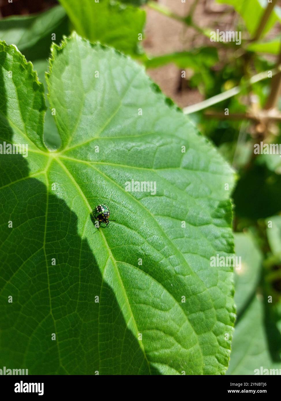 Southern Green Stink Bug (Nezara viridula Stock Photo - Alamy Southern Green Stink Bug (Nezara viridula Stock Photo - Alamy
