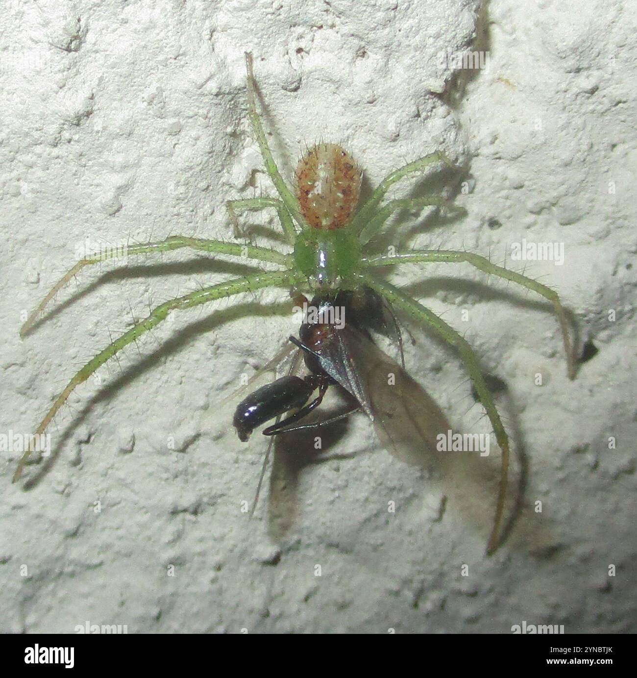 Flower Spiders (Diaea Stock Photo - Alamy