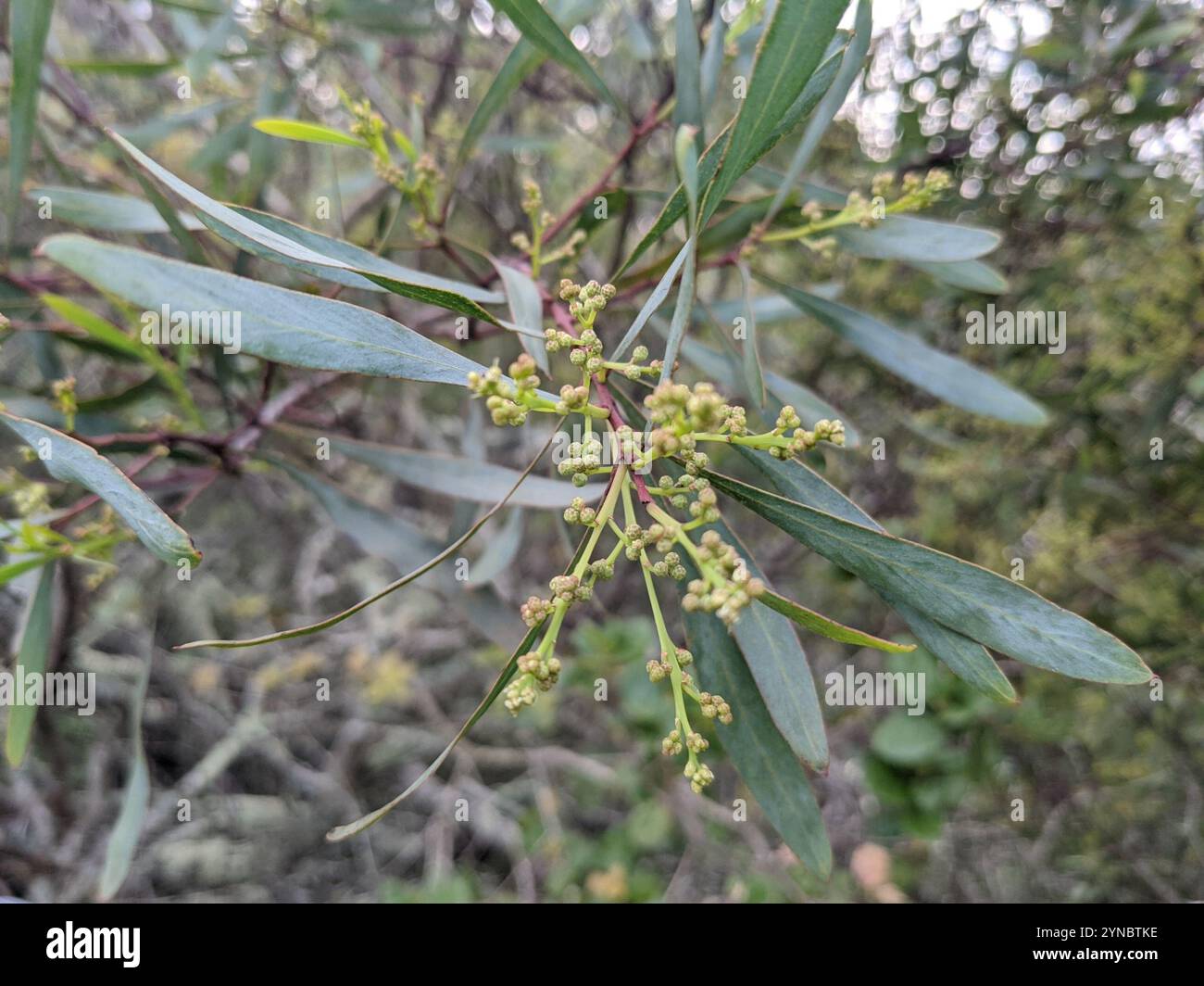 Silver Wattle (Acacia retinodes Stock Photo - Alamy