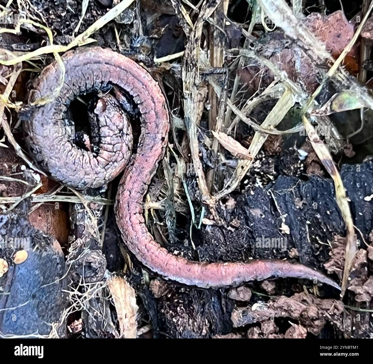 California Slender Salamander (Batrachoseps attenuatus Stock Photo - Alamy