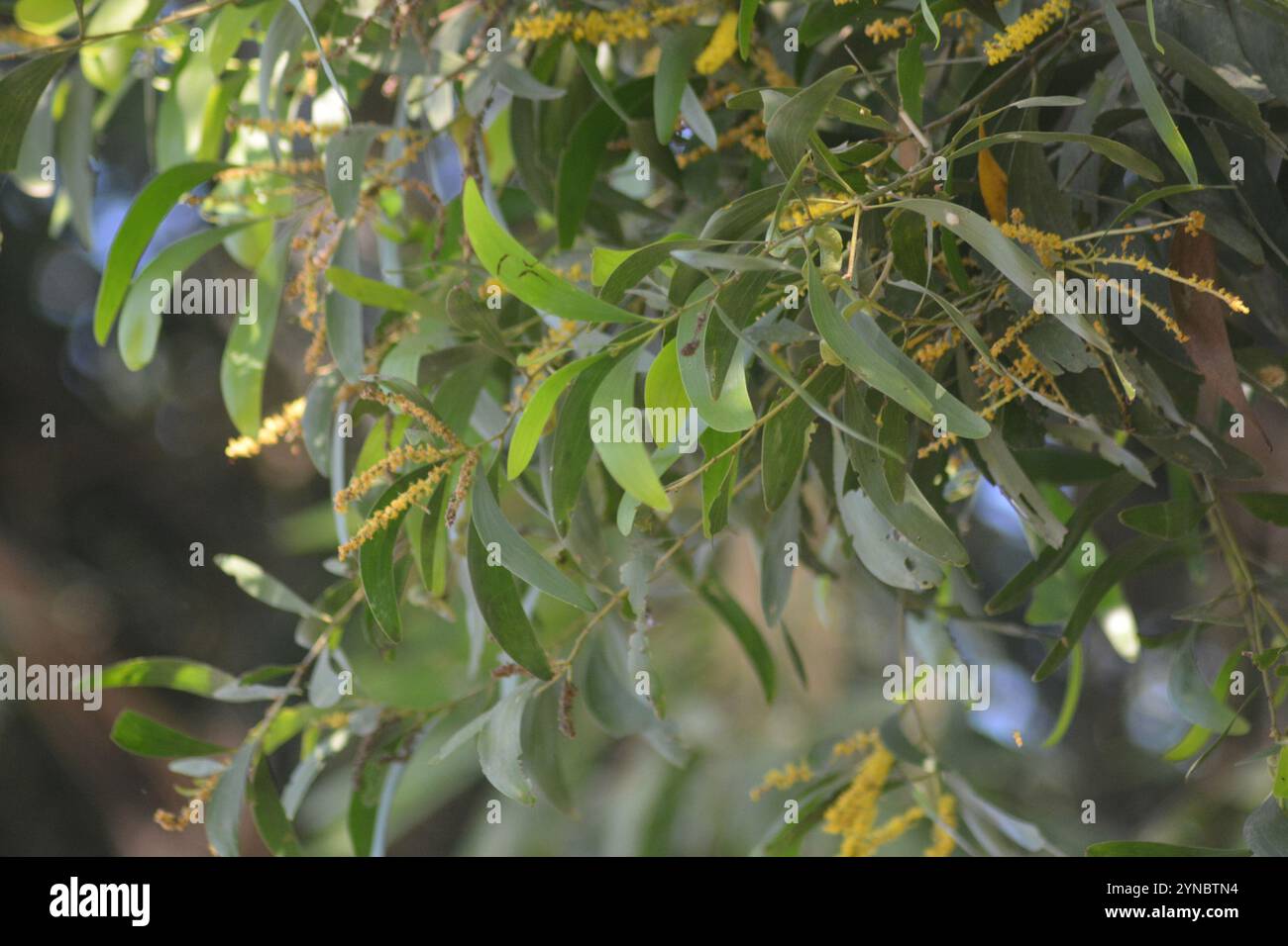 Earpod Wattle (Acacia auriculiformis Stock Photo - Alamy