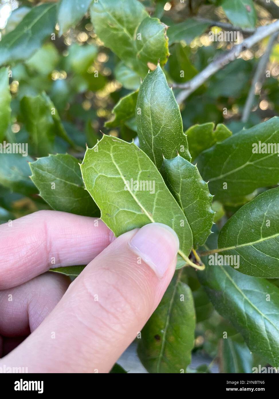 coast live oak (Quercus agrifolia Stock Photo - Alamy
