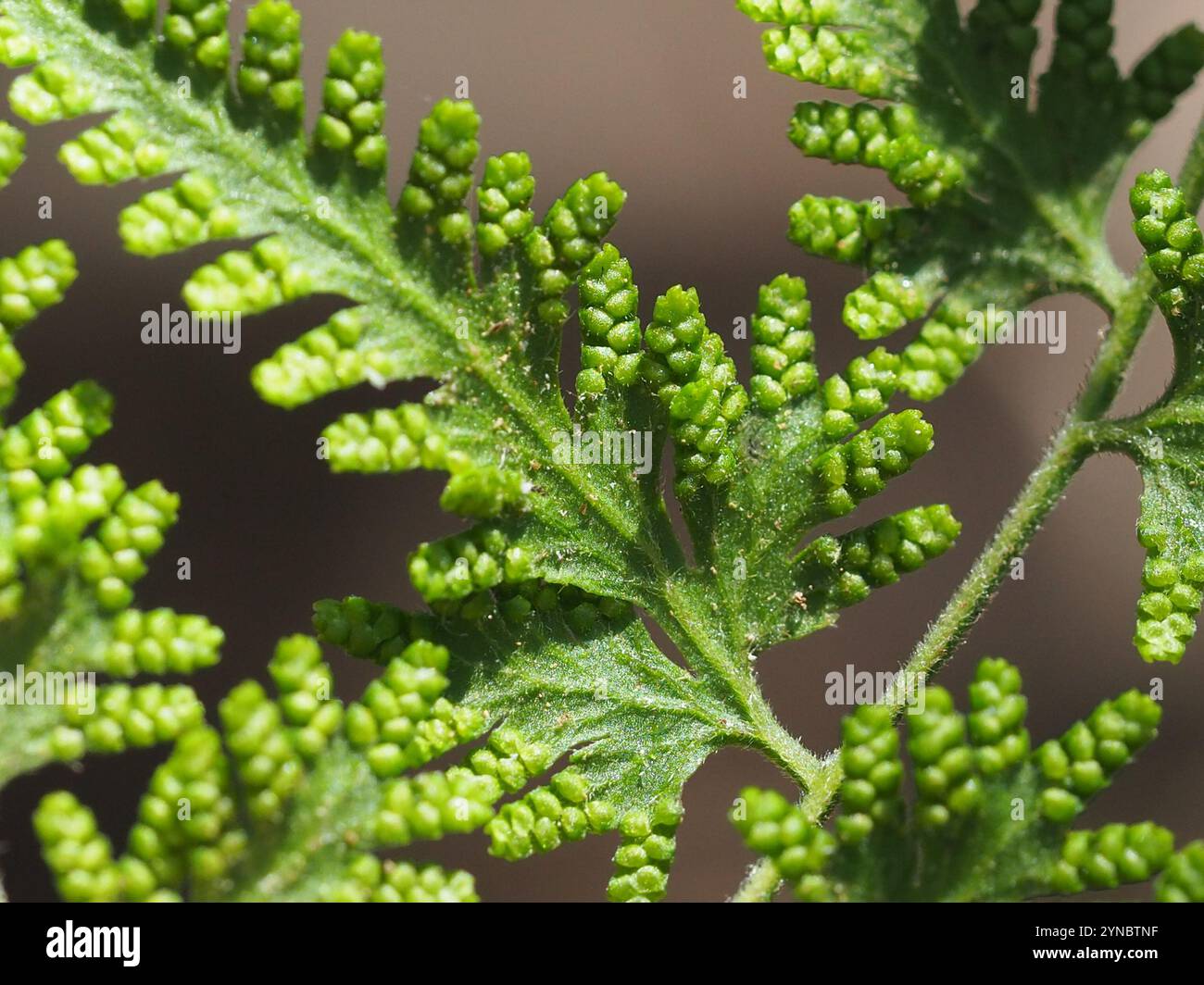 Japanese climbing fern (Lygodium japonicum Stock Photo - Alamy