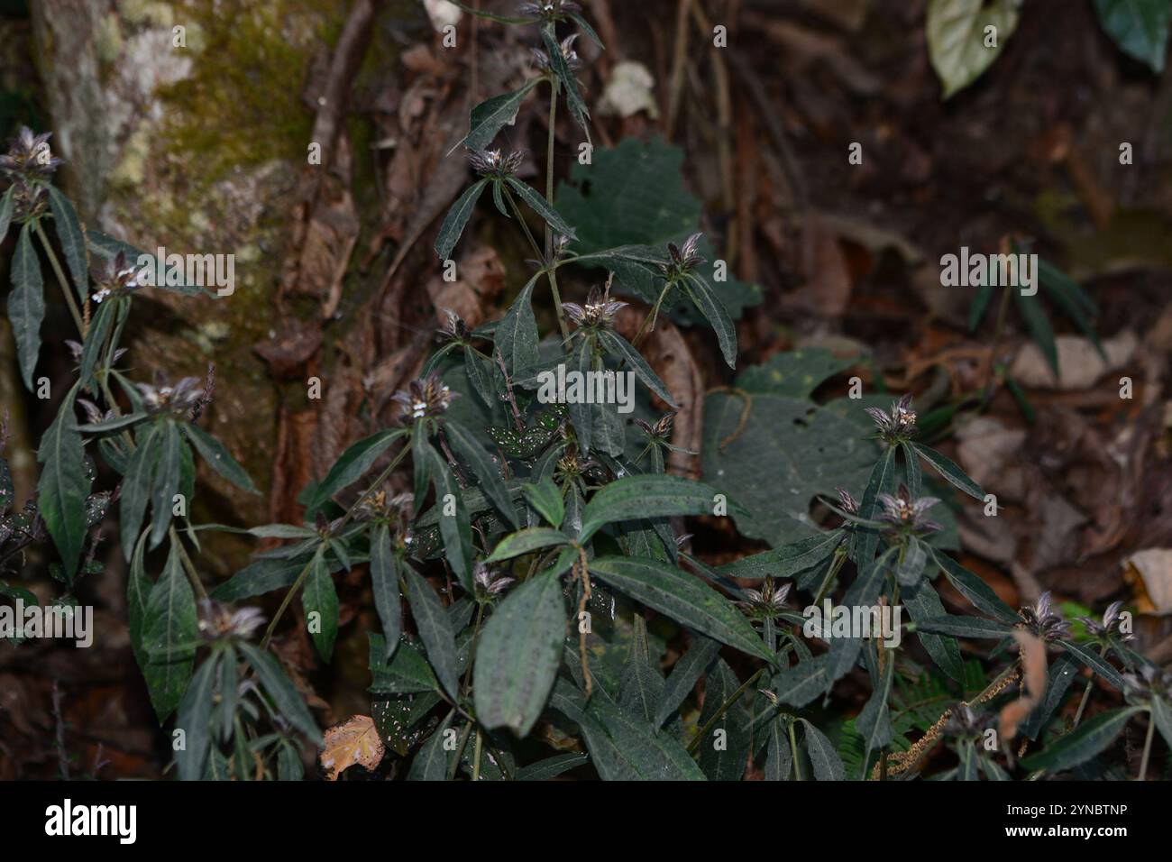 Incurva hi-res stock photography and images - Alamy