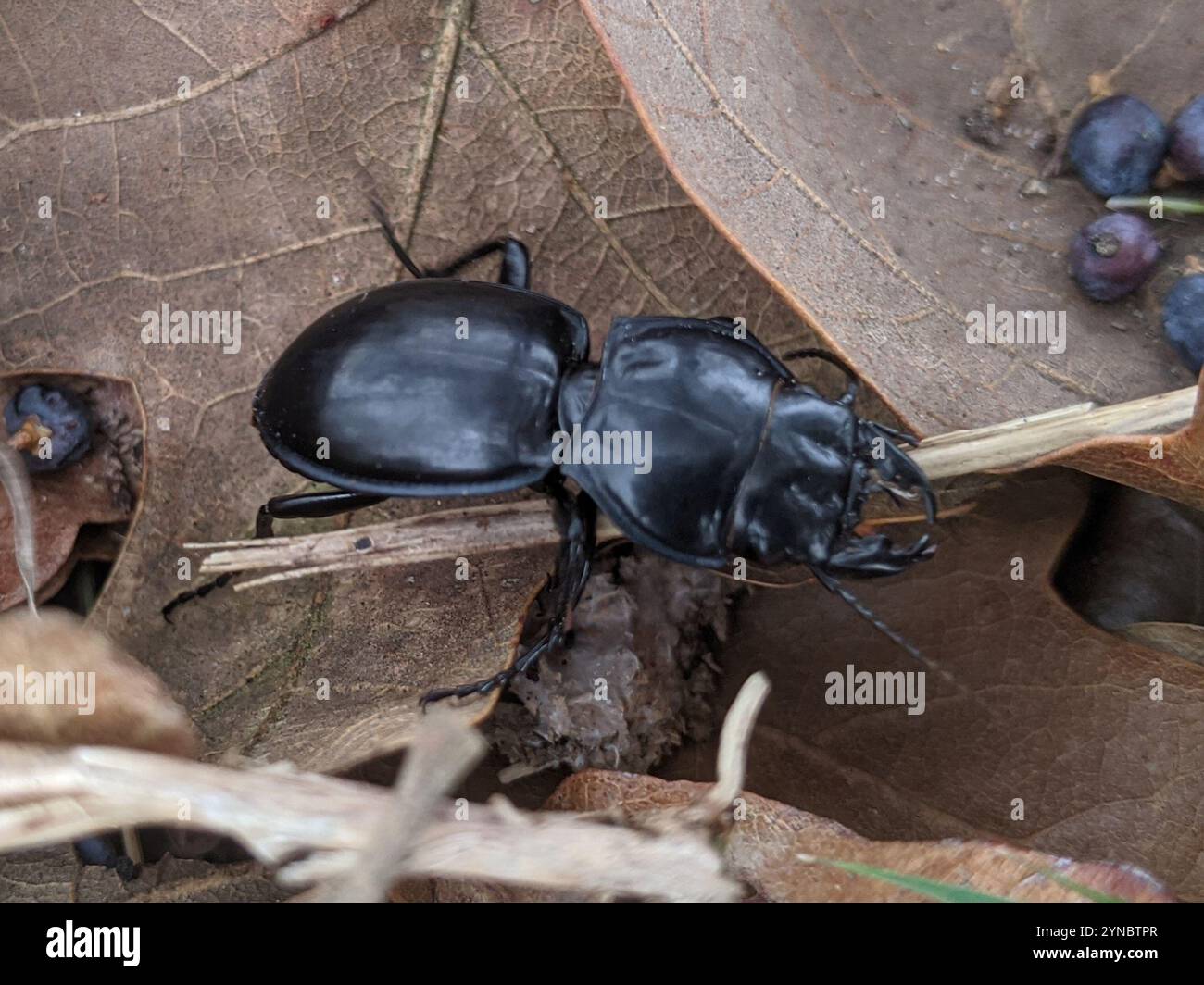 Warrior Beetles (Pasimachus Stock Photo - Alamy