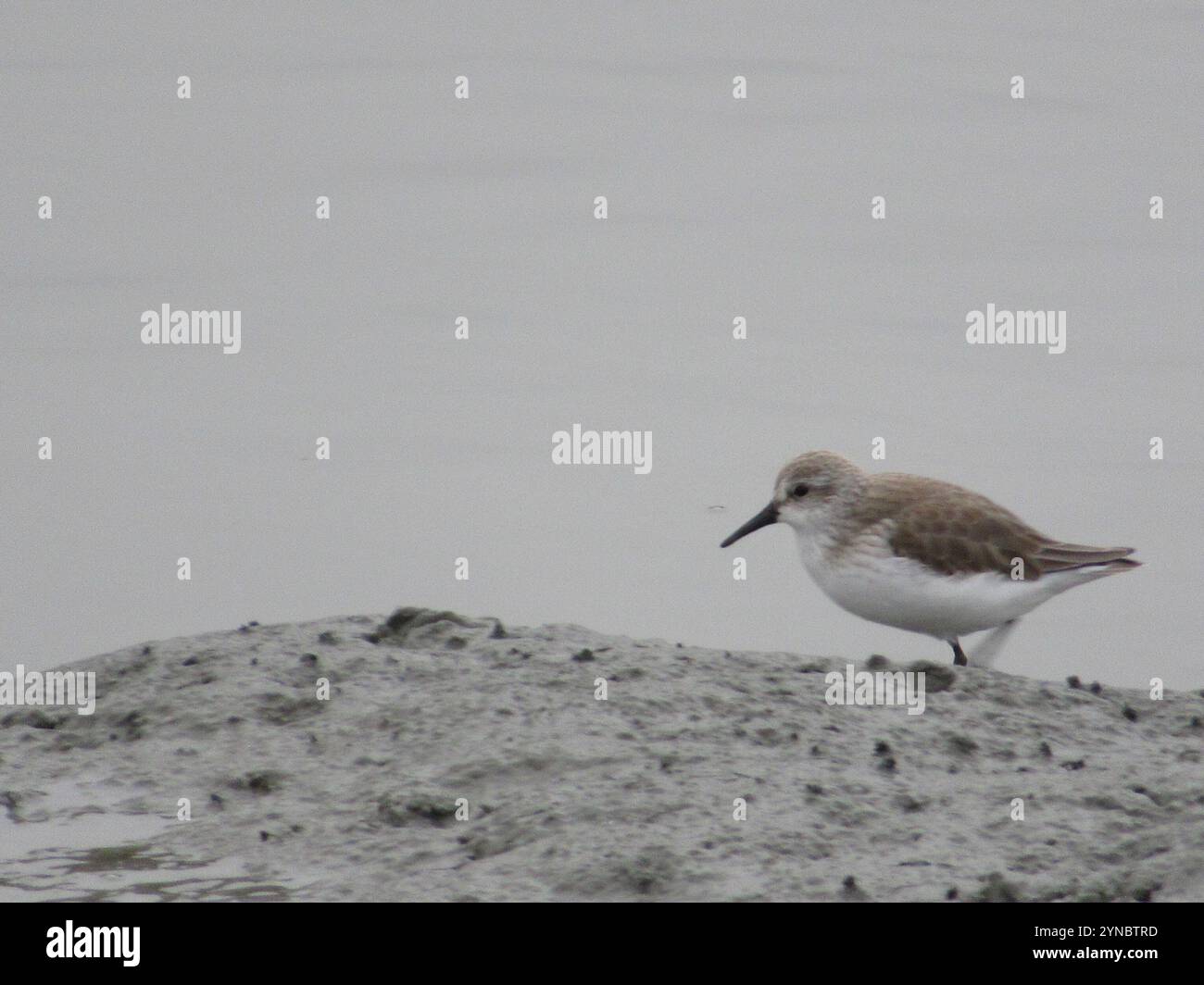 Western Sandpiper (Calidris mauri Stock Photo - Alamy
