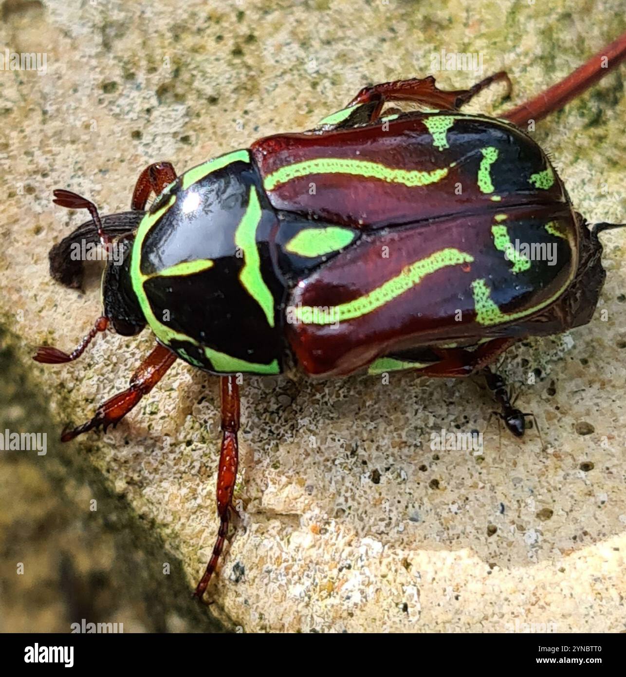 Fiddler Beetle (Eupoecila australasiae Stock Photo - Alamy