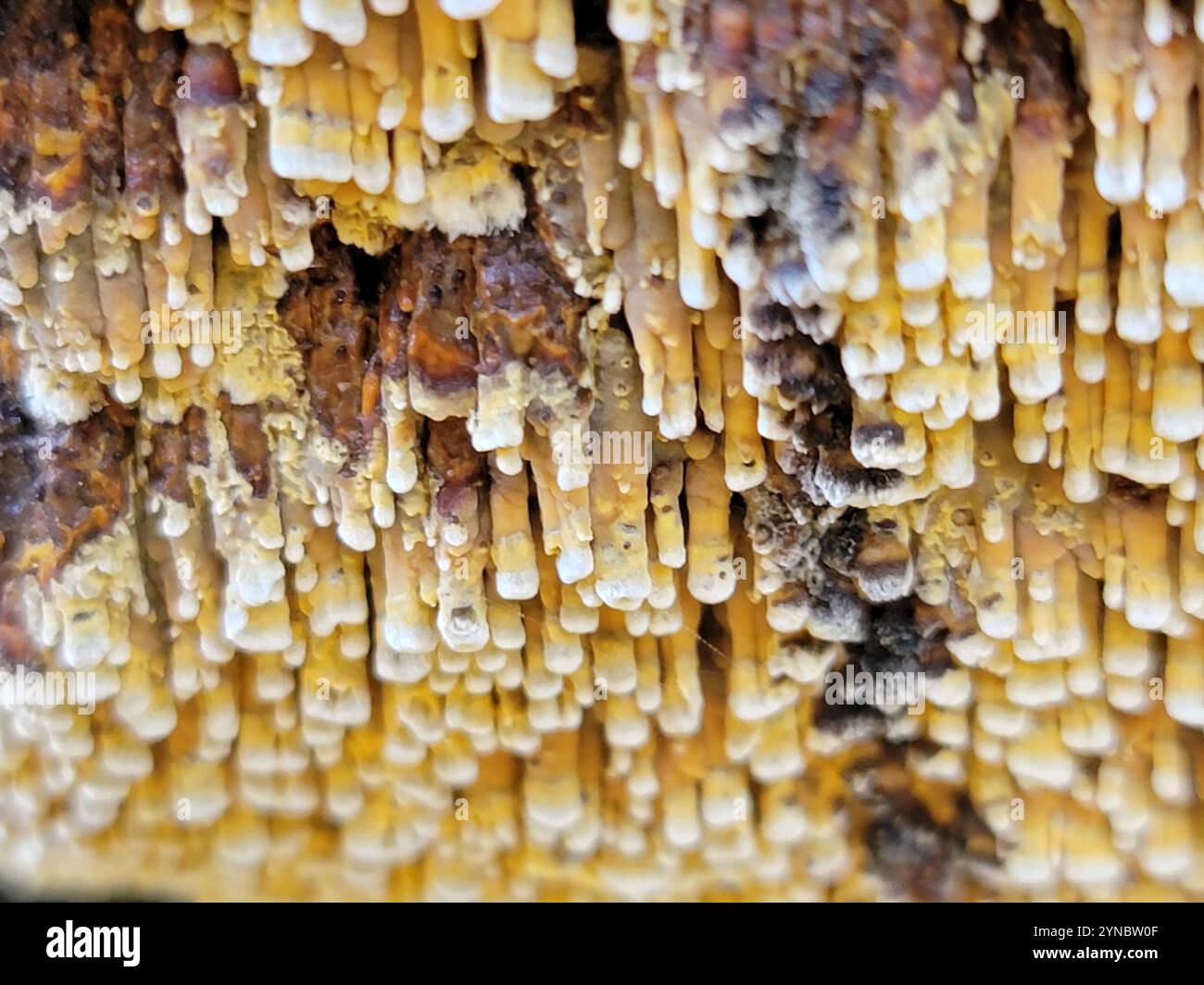 Pirex hi-res stock photography and images - Alamy