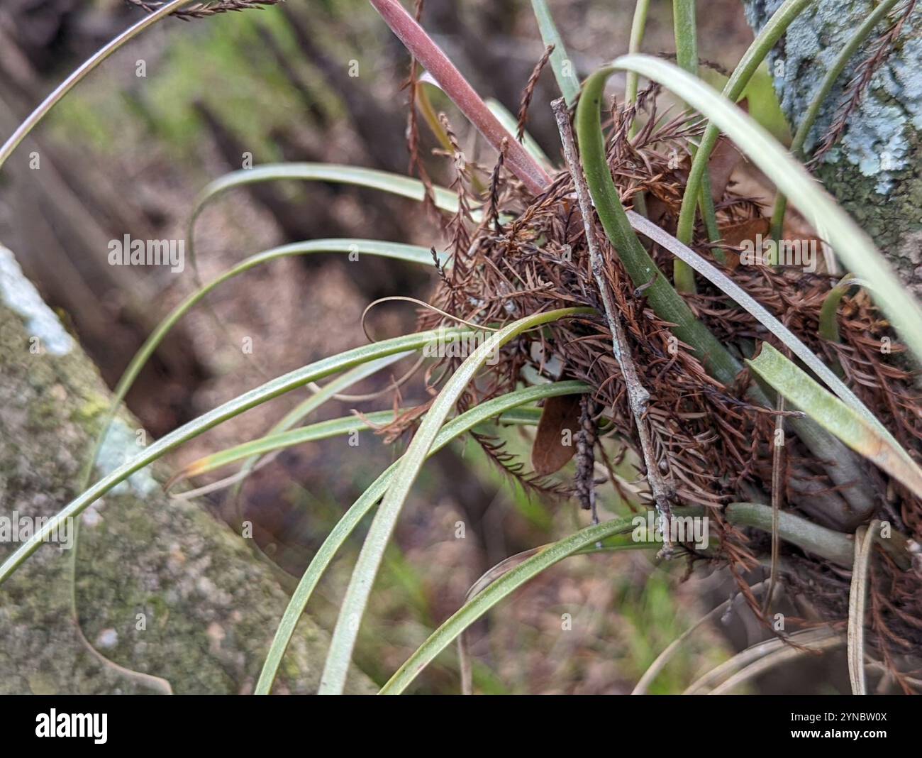 Manatee River airplant (Tillandsia simulata Stock Photo - Alamy