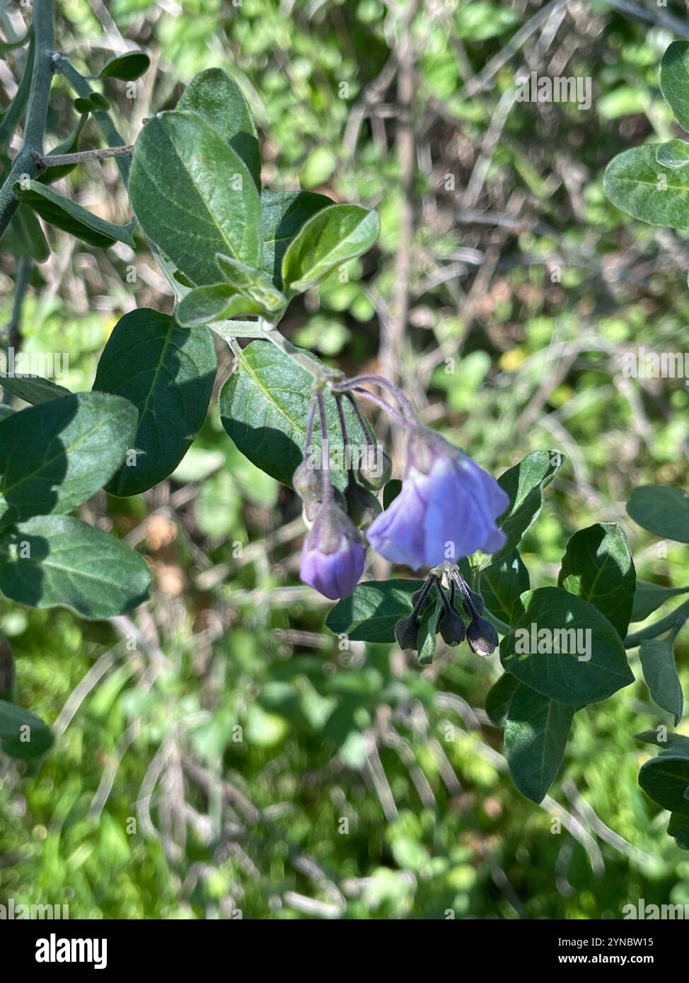 bluewitch nightshade (Solanum umbelliferum Stock Photo - Alamy
