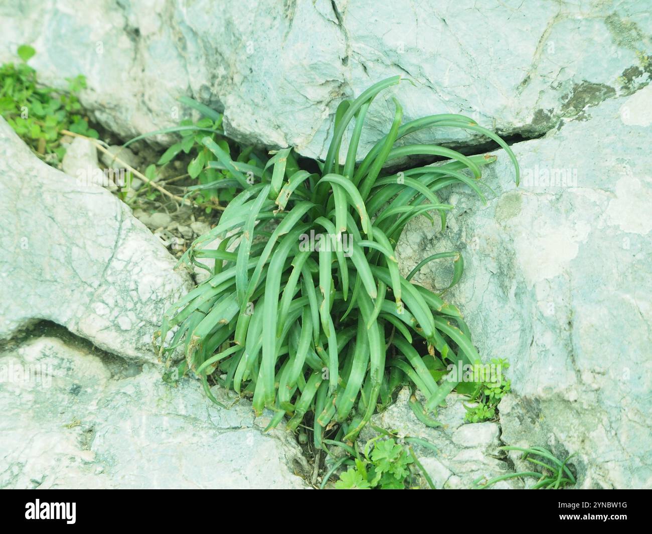 Winter Daffodil (Sternbergia lutea lutea Stock Photo - Alamy