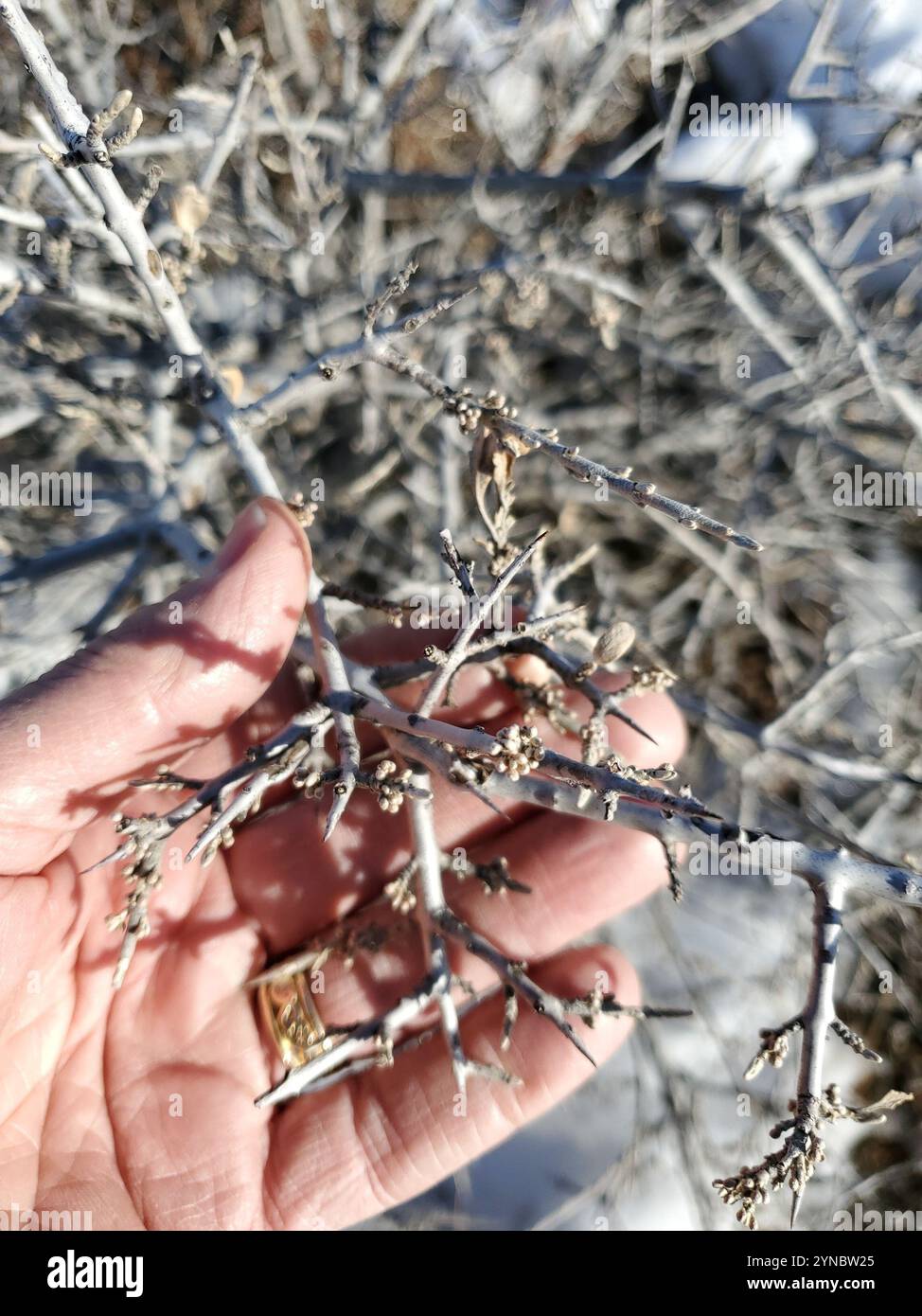 silver buffaloberry (Shepherdia argentea Stock Photo - Alamy