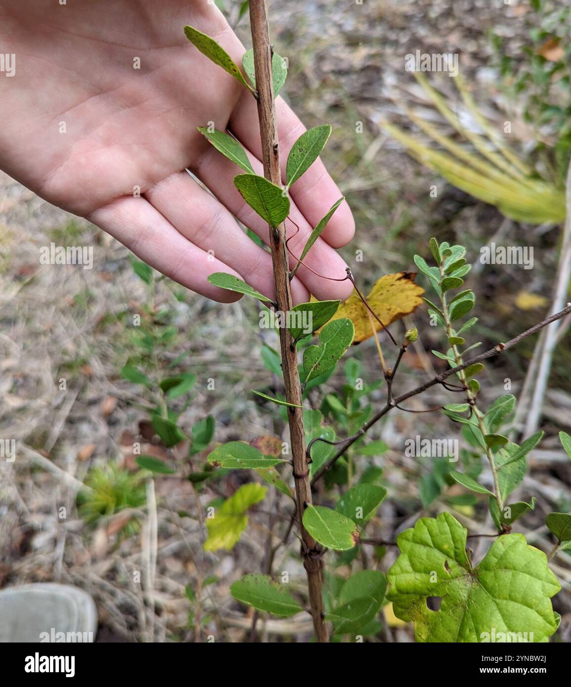 coastal plain staggerbush (Lyonia fruticosa Stock Photo - Alamy