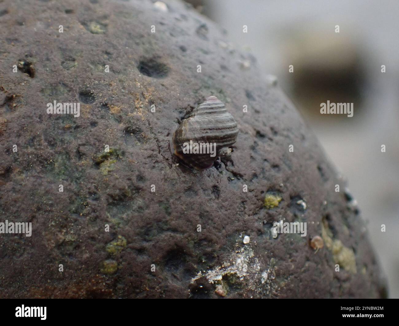 Sitka Periwinkle (Littorina sitkana Stock Photo - Alamy