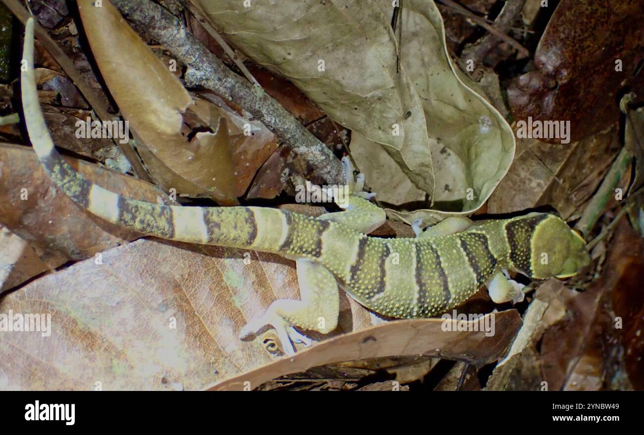 Banded Leaf-toed Gecko (Hemidactylus fasciatus Stock Photo - Alamy