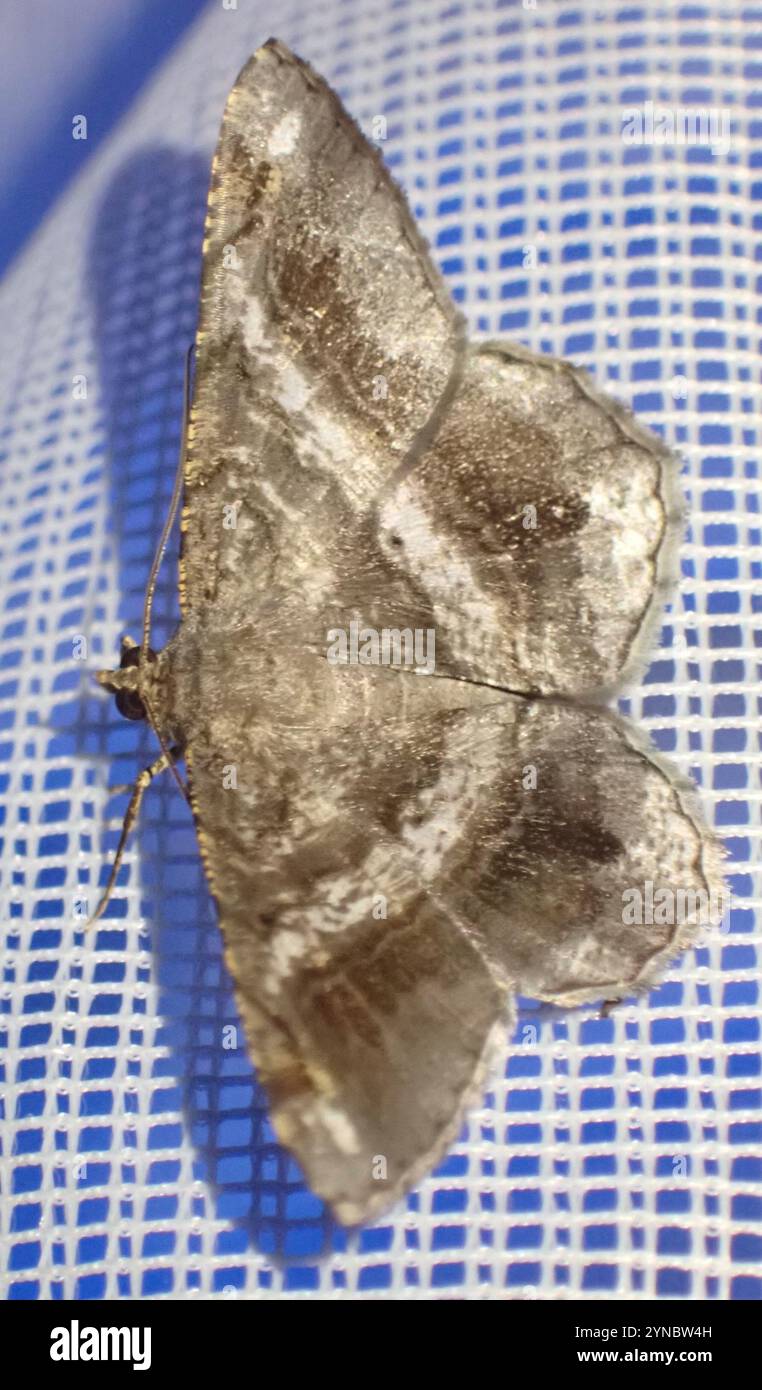 Geometer Moths (Geometridae Stock Photo - Alamy