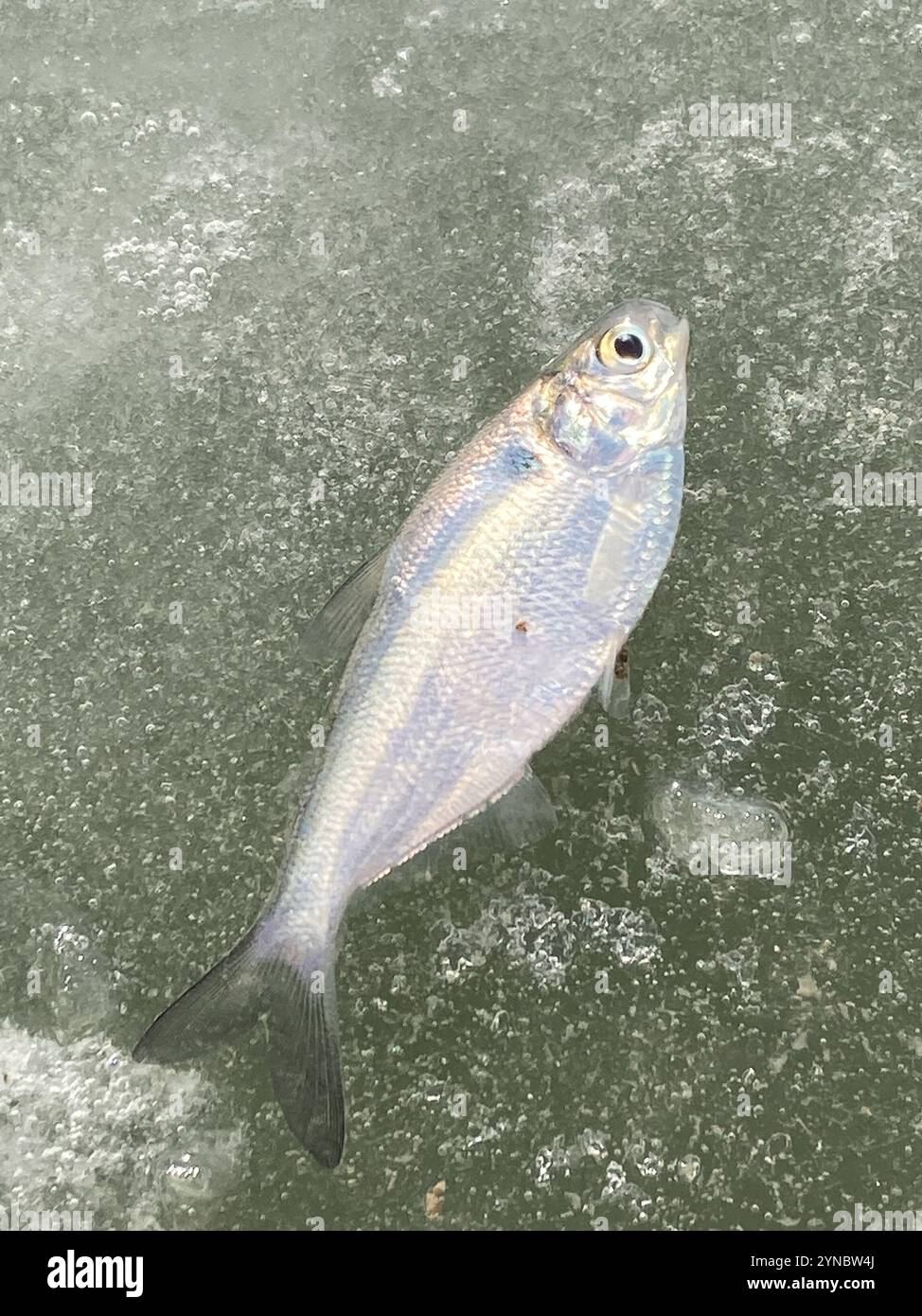 Dorosoma cepedianum hi-res stock photography and images - Alamy