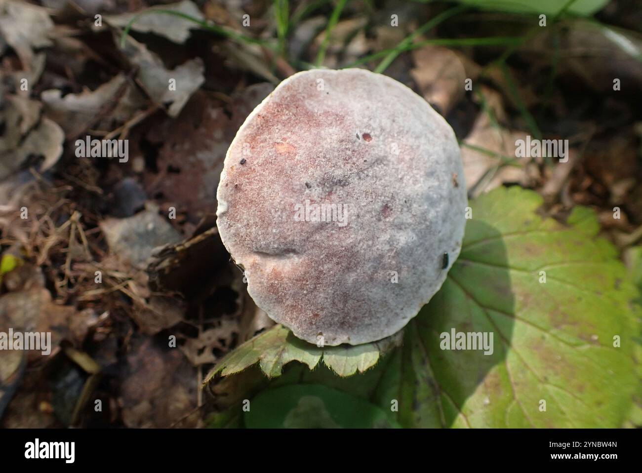 Red-cracking Bolete (Xerocomellus chrysenteron Stock Photo - Alamy
