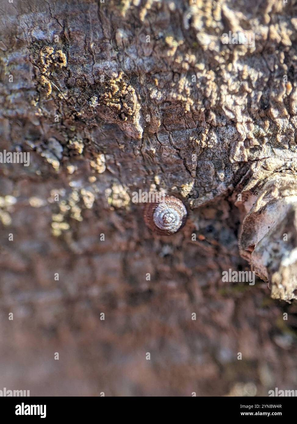 Southern Pinecone (Strobilops texasianus Stock Photo - Alamy