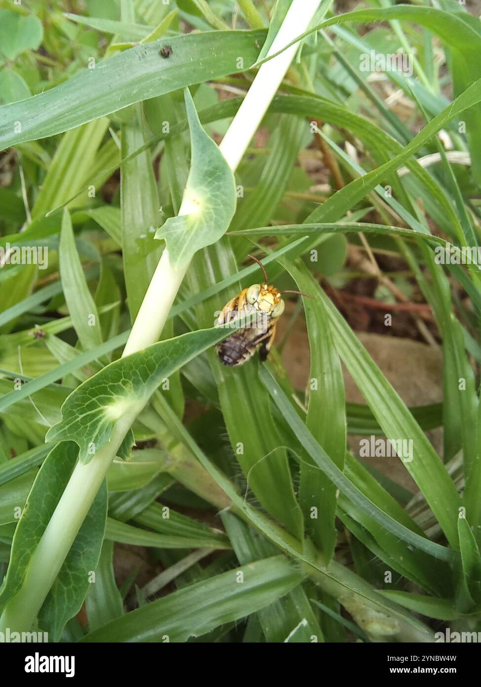 Digger Bees (Anthophorini Stock Photo - Alamy