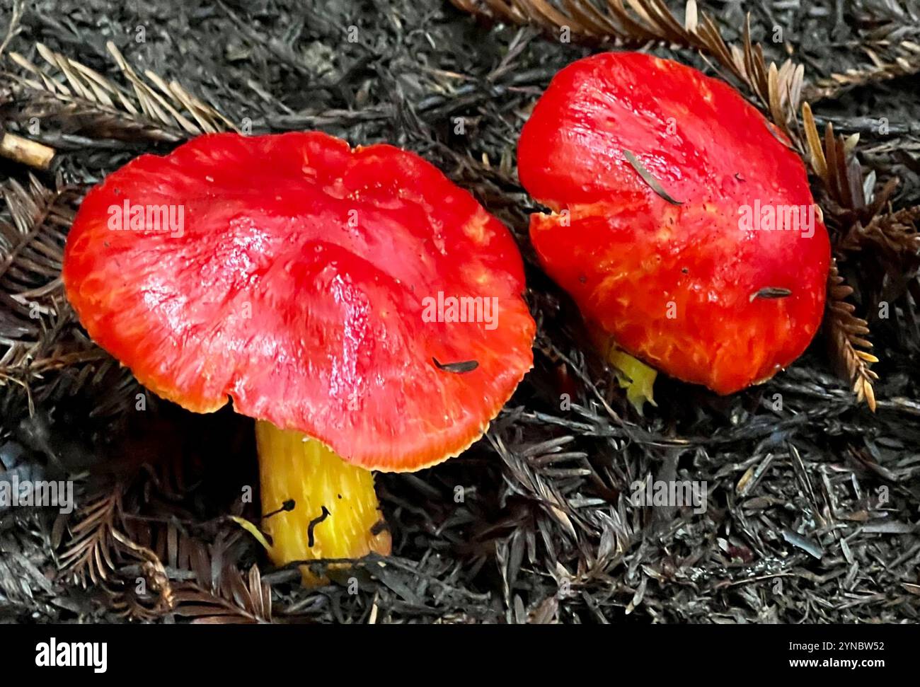 Cherry-Red Waxy Cap (Hygrocybe laetissima Stock Photo - Alamy
