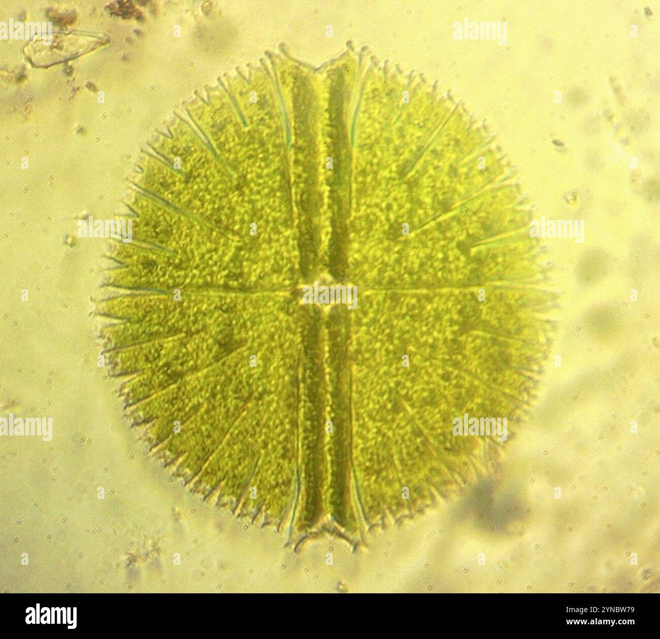 Micrasterias rotata hi-res stock photography and images - Alamy
