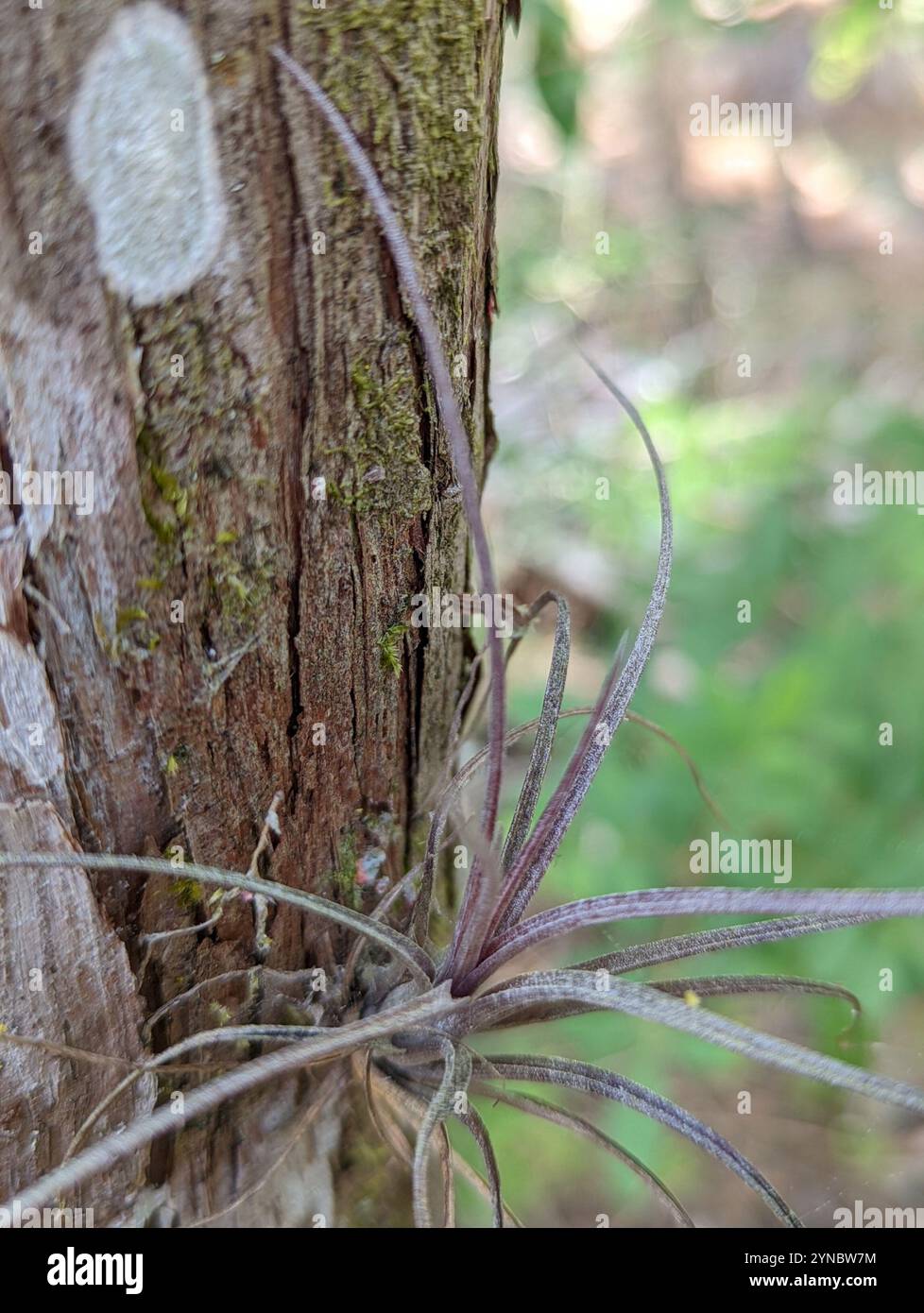 Manatee River airplant (Tillandsia simulata Stock Photo - Alamy