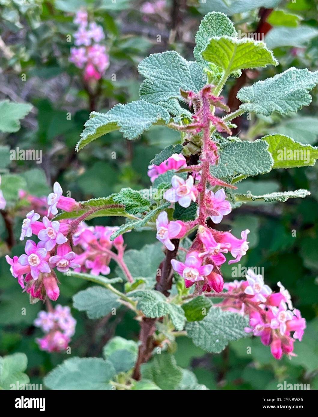 Chaparral Currant (Ribes malvaceum Stock Photo - Alamy