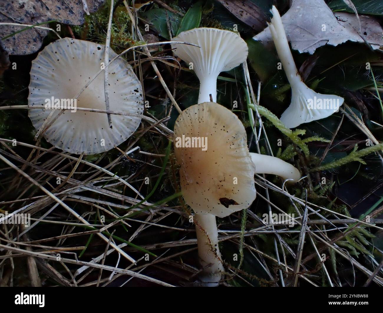 Snowy Waxcap (Cuphophyllus virgineus Stock Photo - Alamy