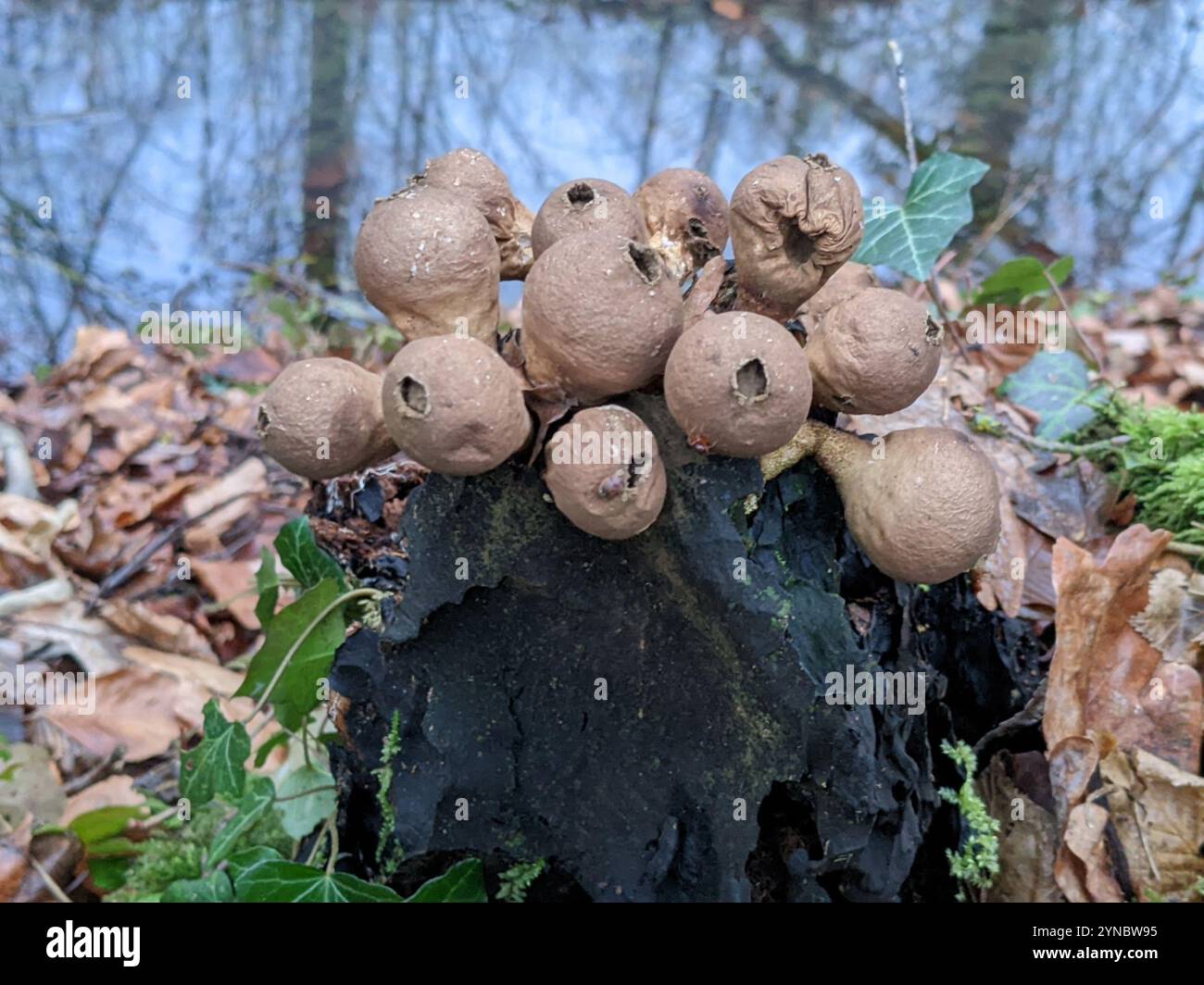 Pear-shaped Puffball (Apioperdon pyriforme Stock Photo - Alamy