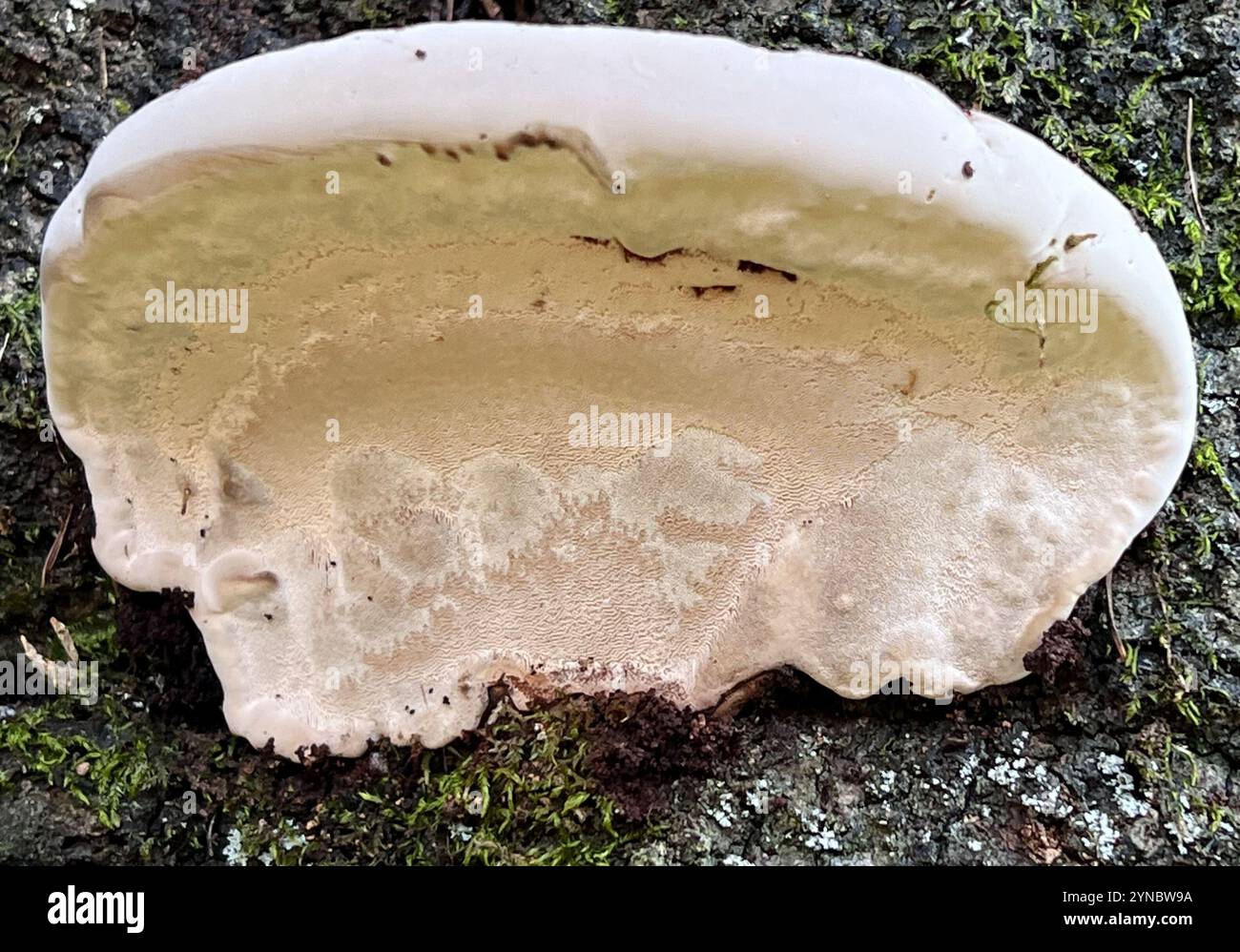 artist's bracket (Ganoderma applanatum Stock Photo - Alamy