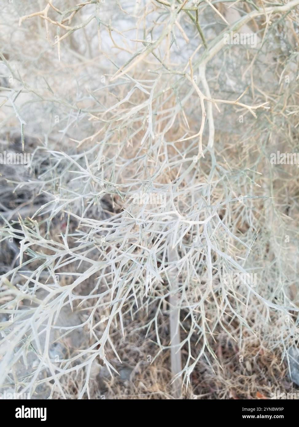 Smoke Tree (Psorothamnus spinosus Stock Photo - Alamy