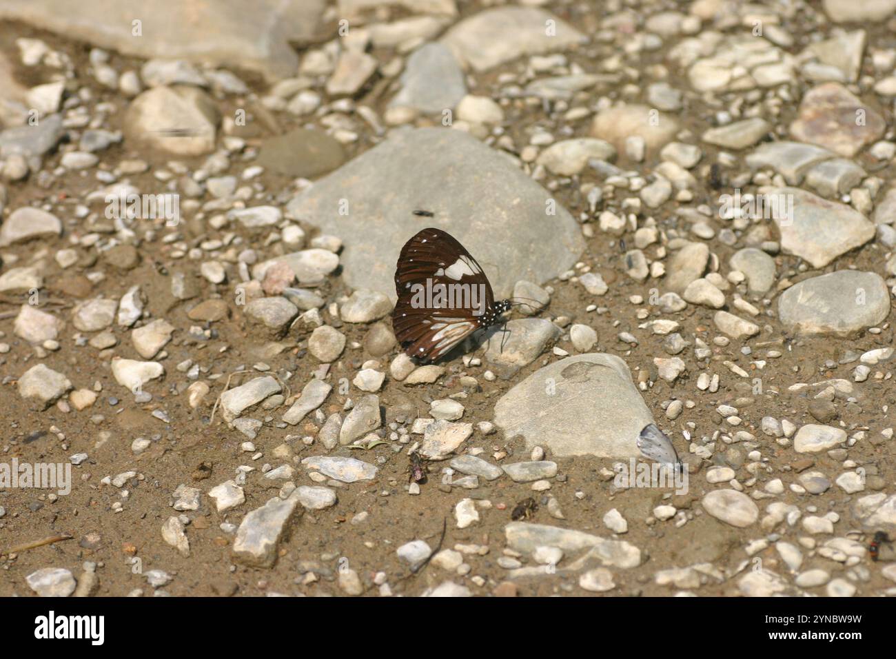 Magpie Crow Butterfly (Euploea radamanthus Stock Photo - Alamy