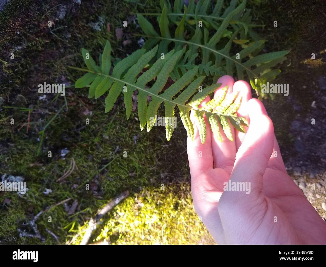 licorice fern (Polypodium glycyrrhiza Stock Photo - Alamy