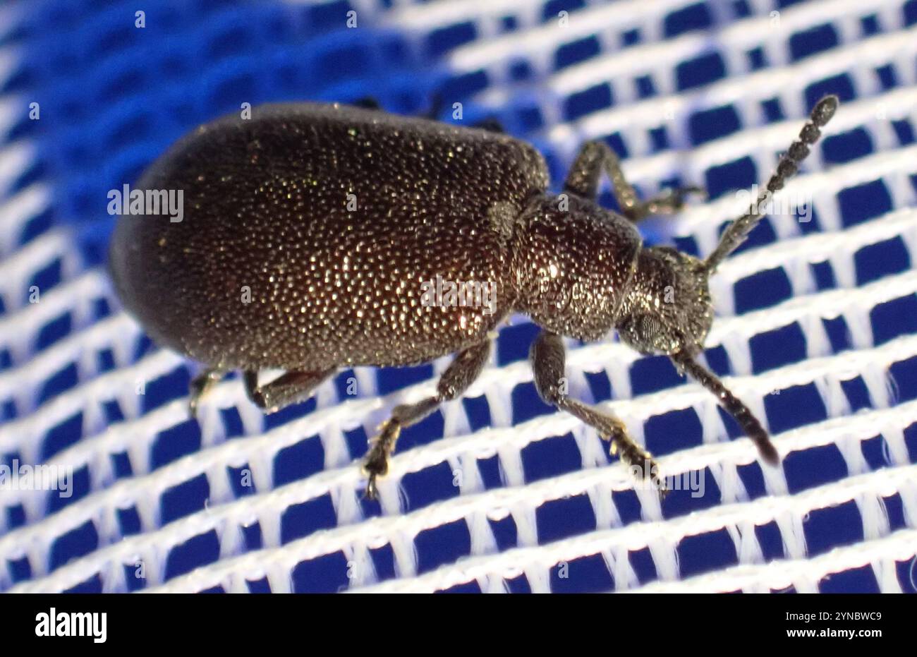 Long-jointed Beetles (Lagriinae Stock Photo - Alamy