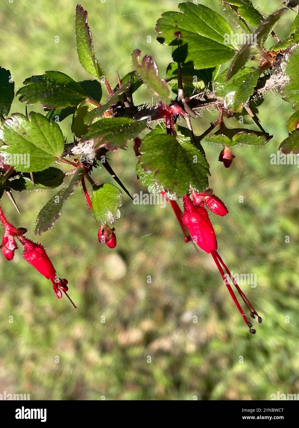 Fuchsiaflower gooseberry hi-res stock photography and images - Alamy