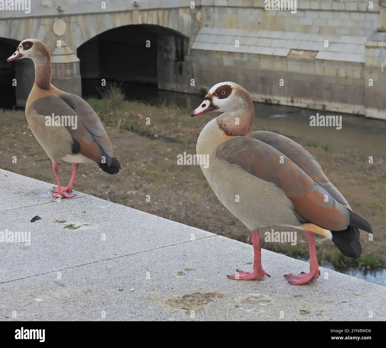 Egyptian Goose (Alopochen aegyptiaca Stock Photo - Alamy