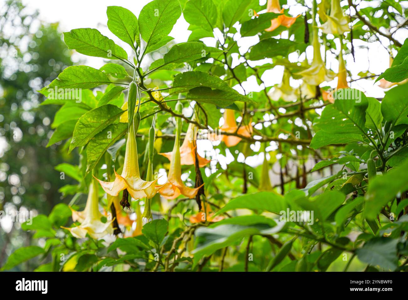 Brugmansia suaveolens, Brazil's white angel trumpet, also known as angel's tears and snowy angel ...