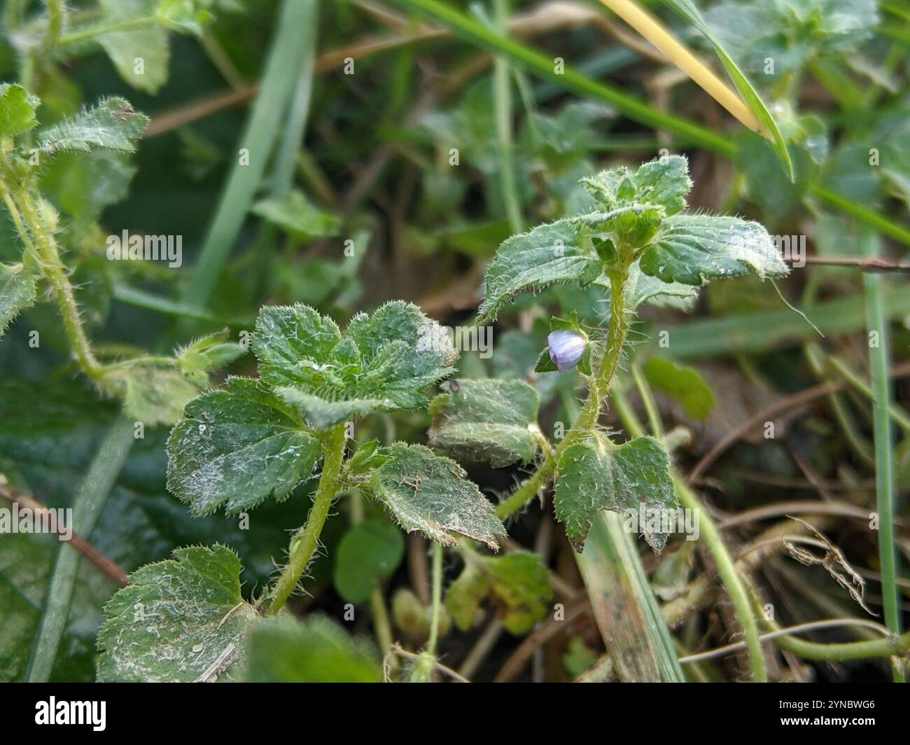 bird's-eye speedwell (Veronica persica Stock Photo - Alamy