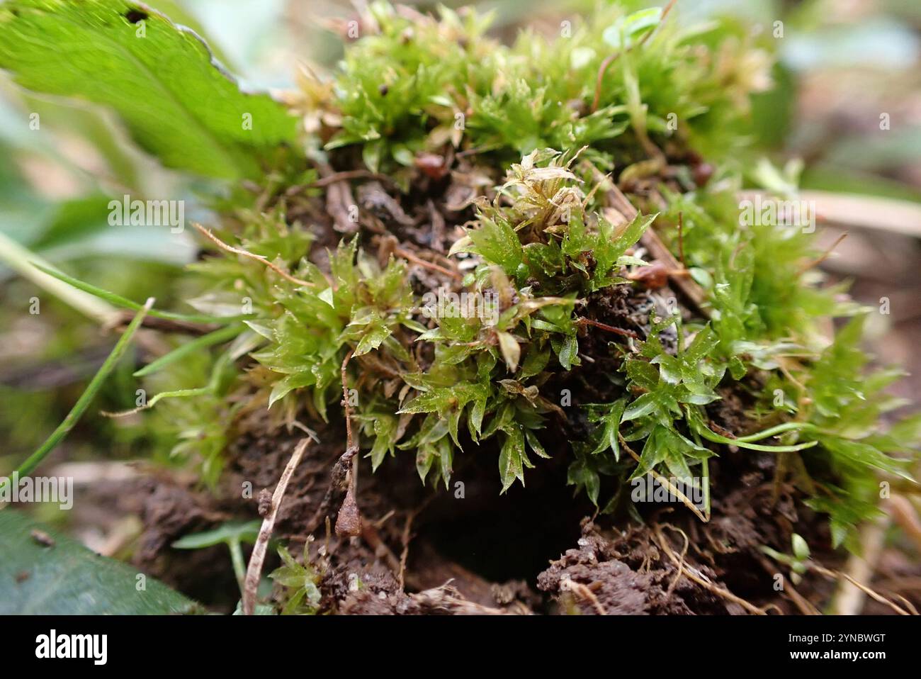 common bladder moss (Physcomitrium pyriforme Stock Photo - Alamy