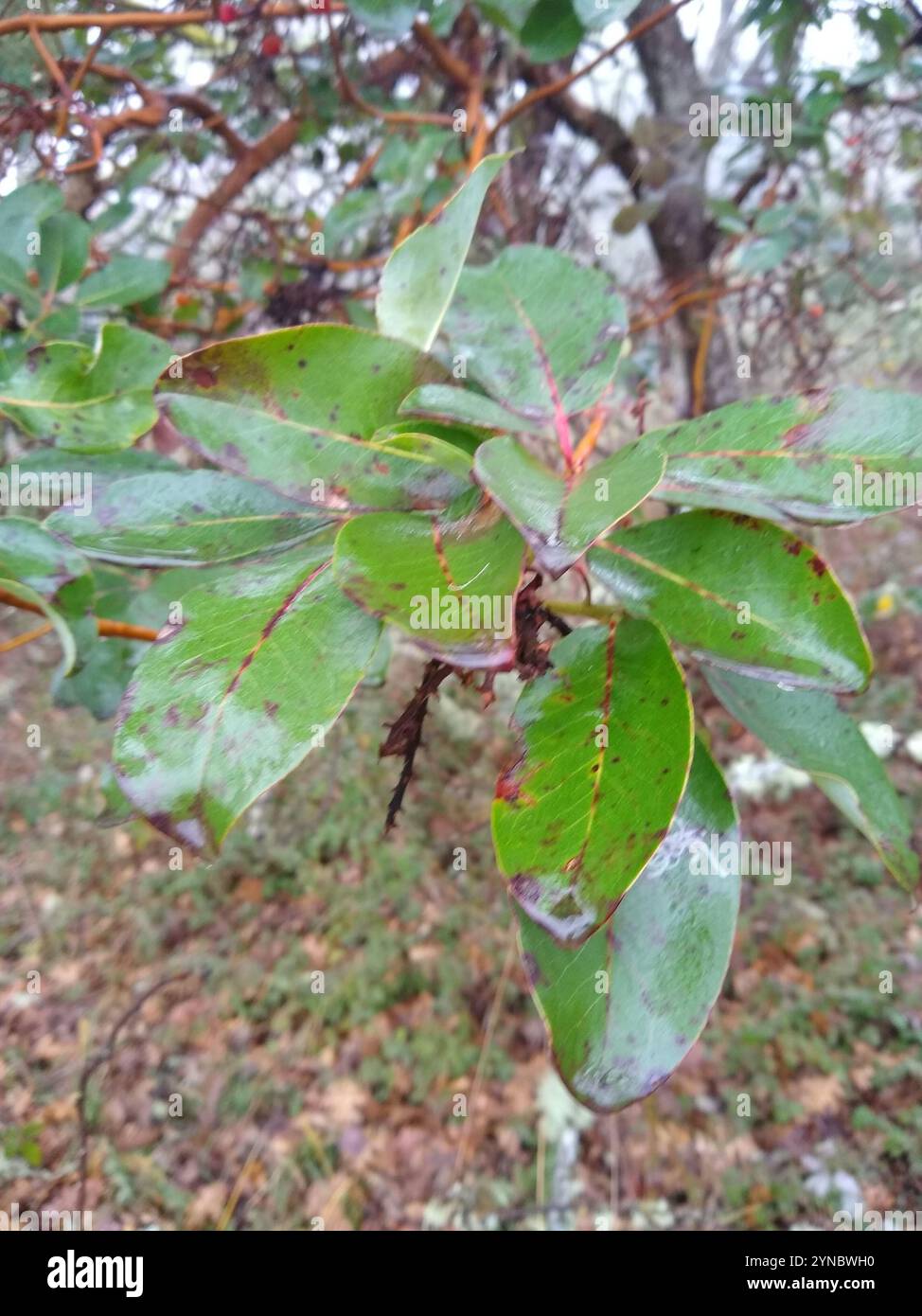 Pacific madrone (Arbutus menziesii Stock Photo - Alamy