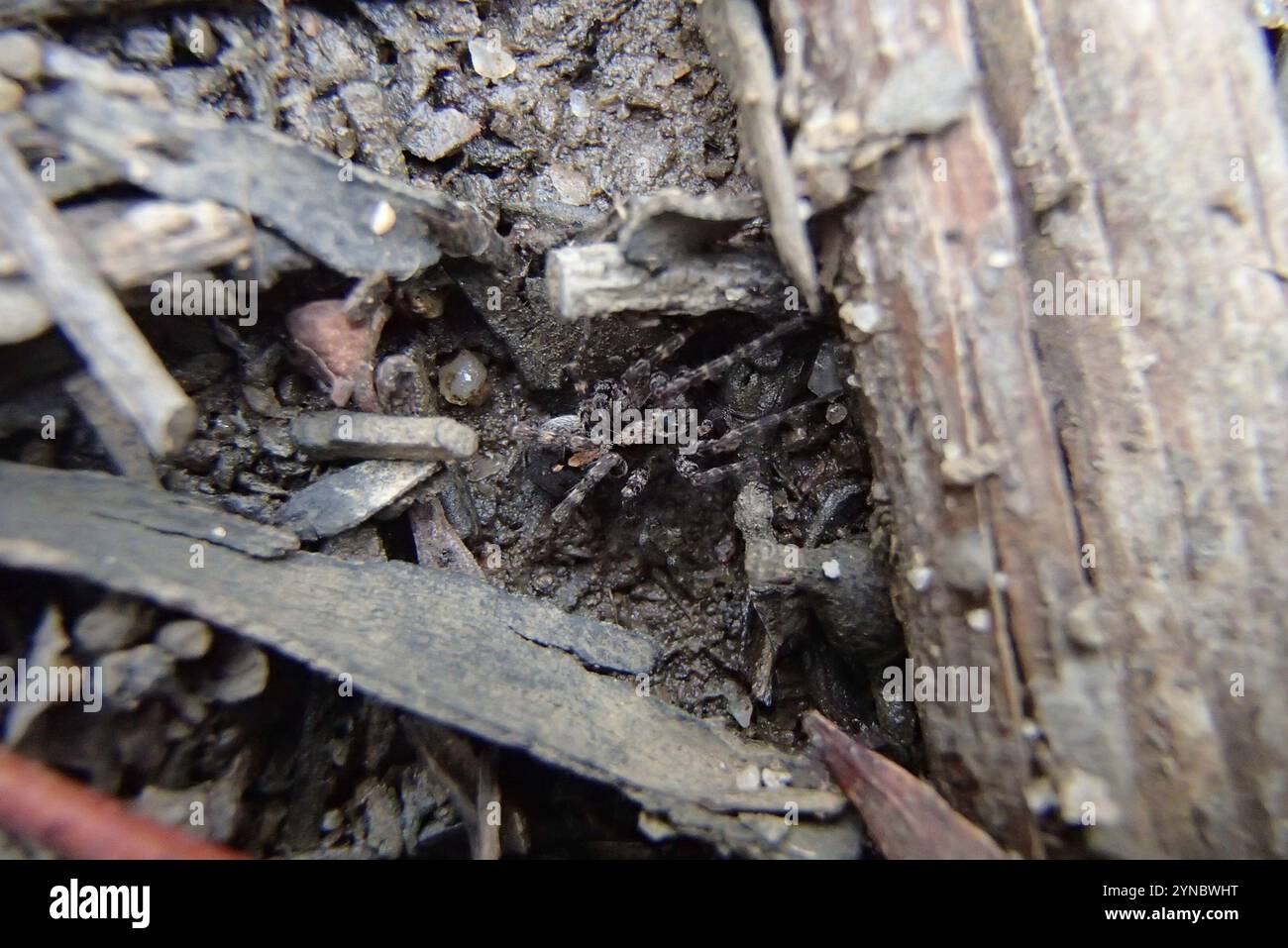 Wolf Spiders and Allies (Lycosoidea Stock Photo - Alamy