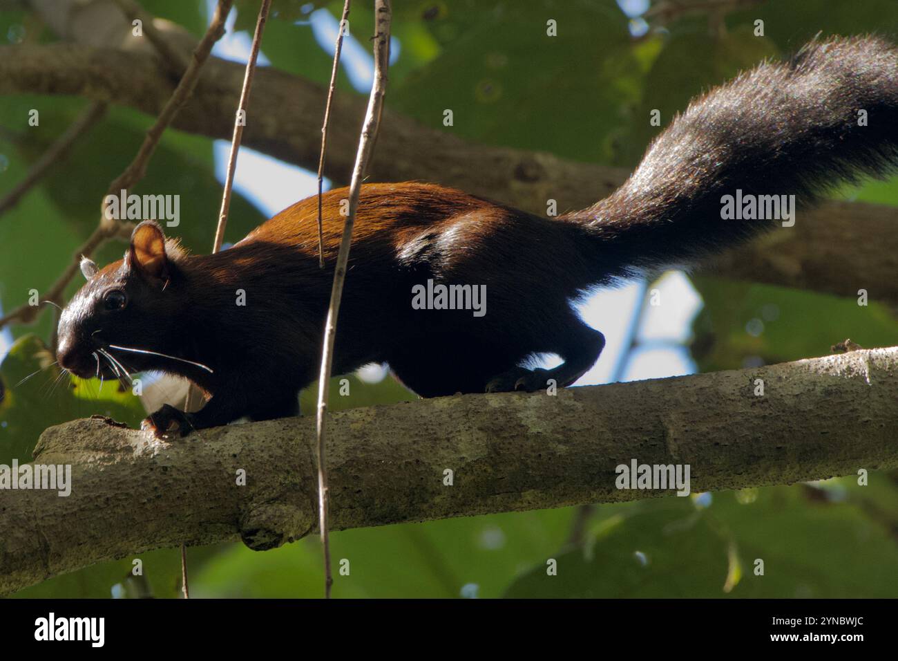 (Sciurus variegatoides melania Stock Photo - Alamy